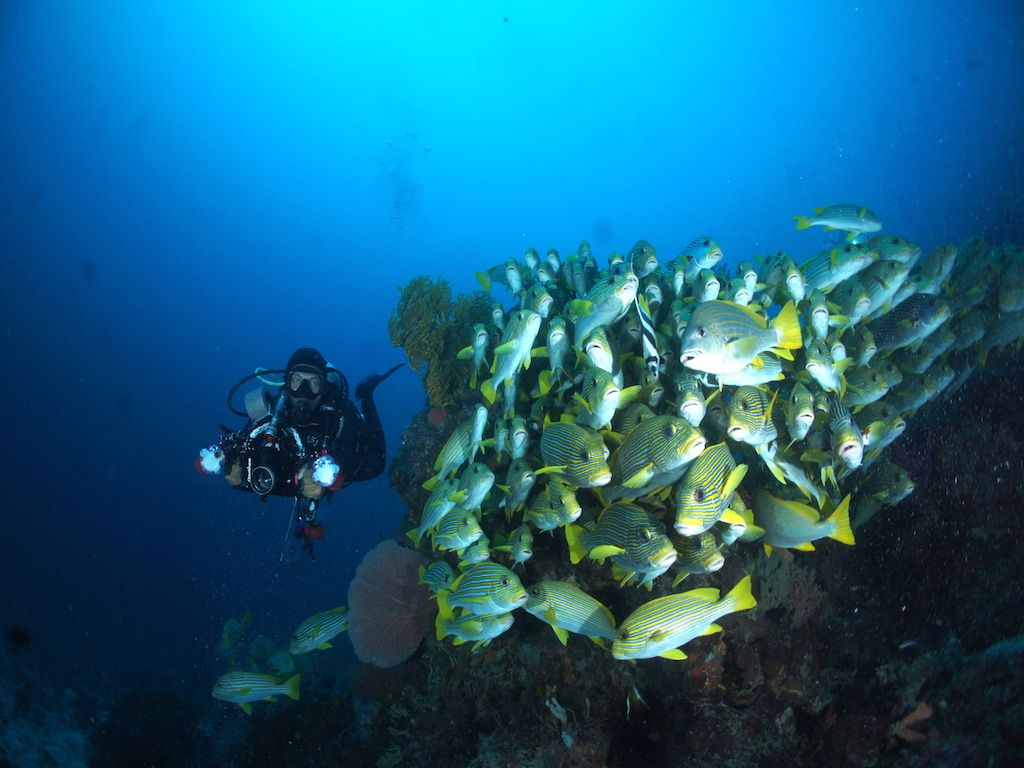 Dive & Non-dive Packages - Packages | Raja Ampat Dive Lodge